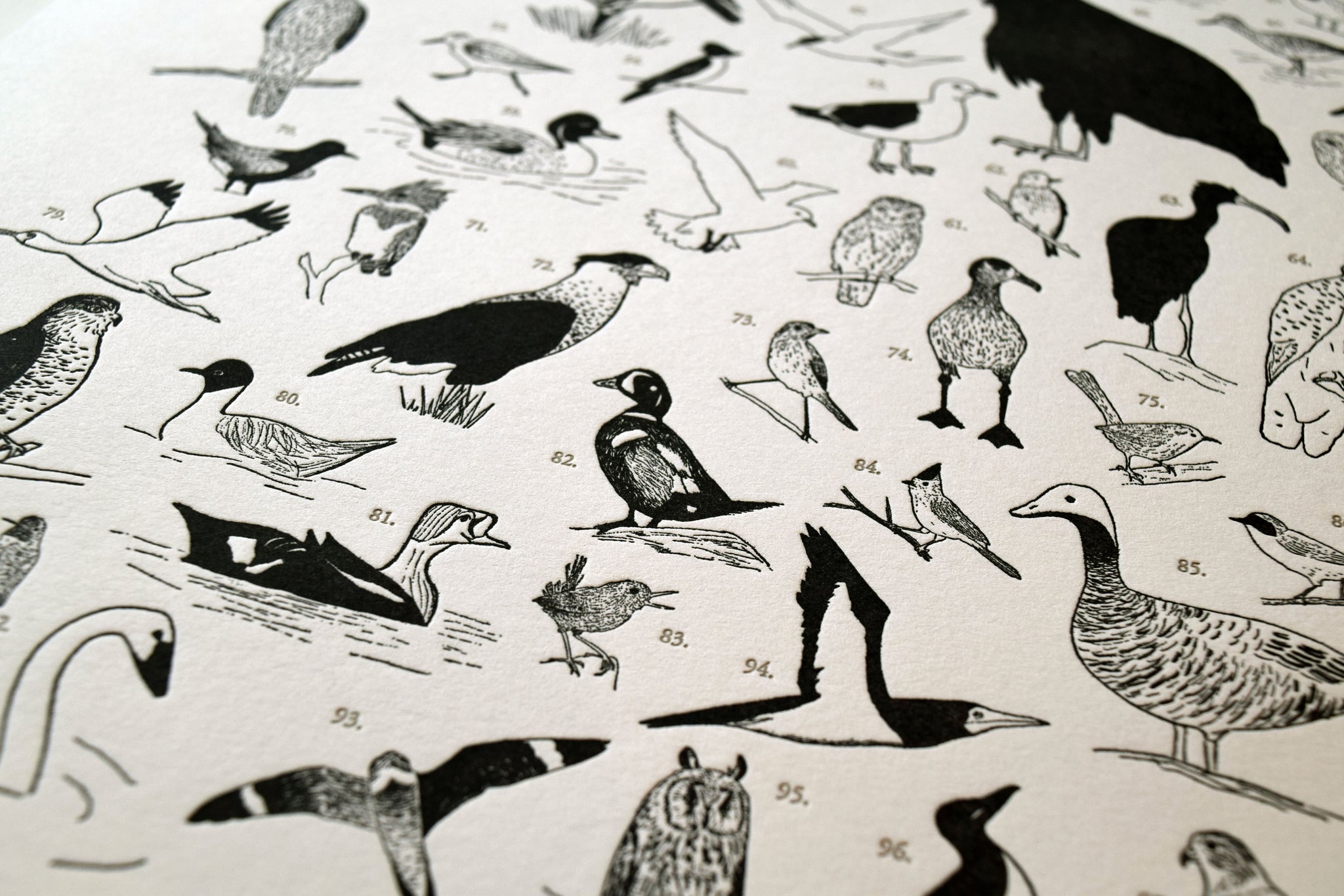 100 Illustrated Birds — Letterpress Art Print | Quail Lane Press